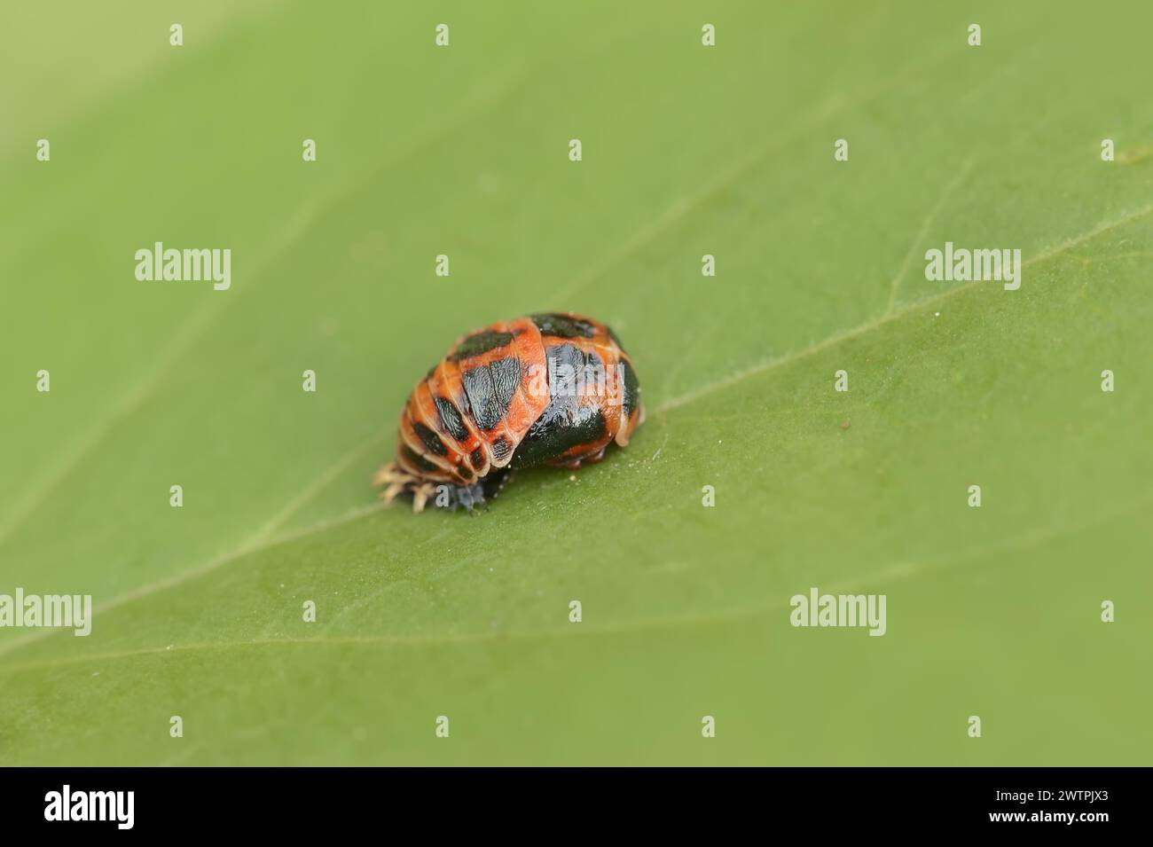 Asian lady beetle (Harmonia axyridis), pupa, North Rhine-Westphalia ...