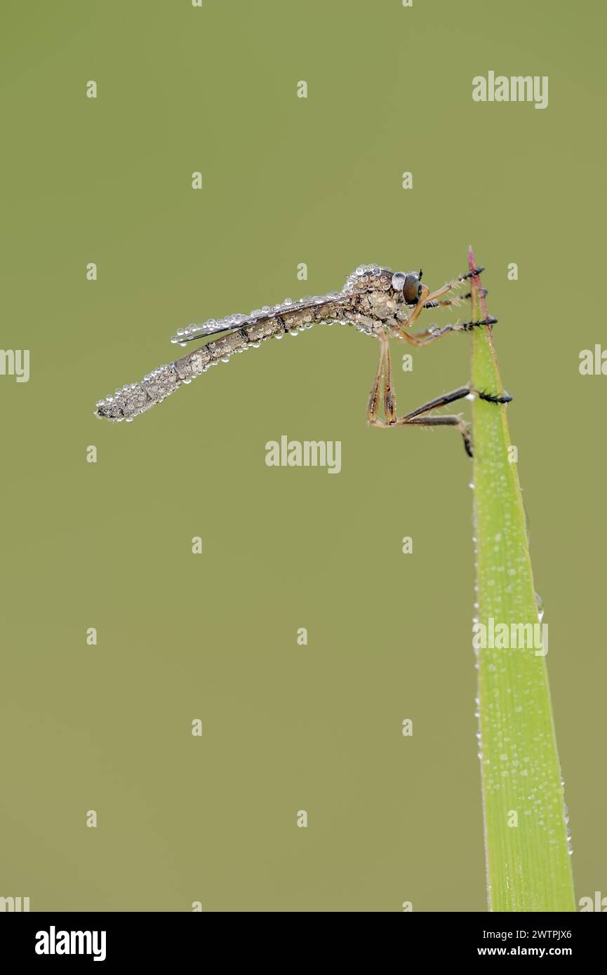 Striped slender robber fly (Leptogaster cylindrica) with dewdrops ...
