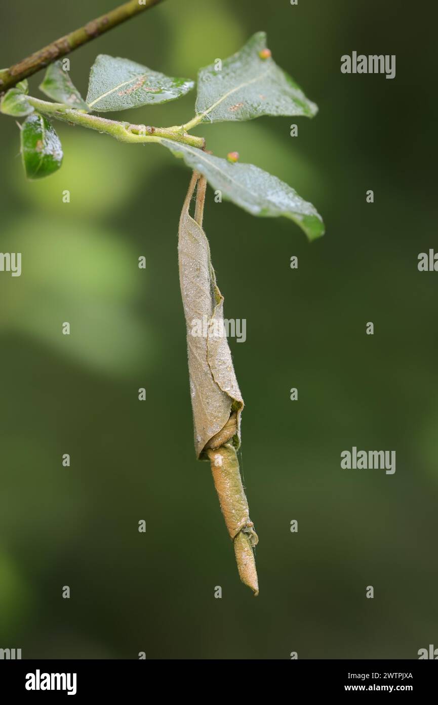 Mannerheimi hi-res stock photography and images - Alamy