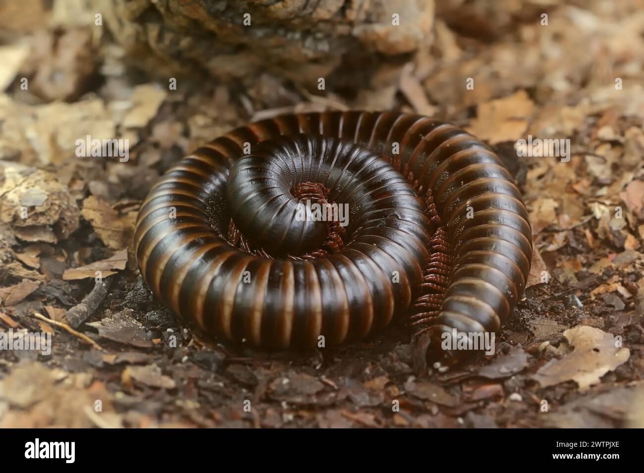 Wildlife giant millipede archispirostreptus hi-res stock photography ...