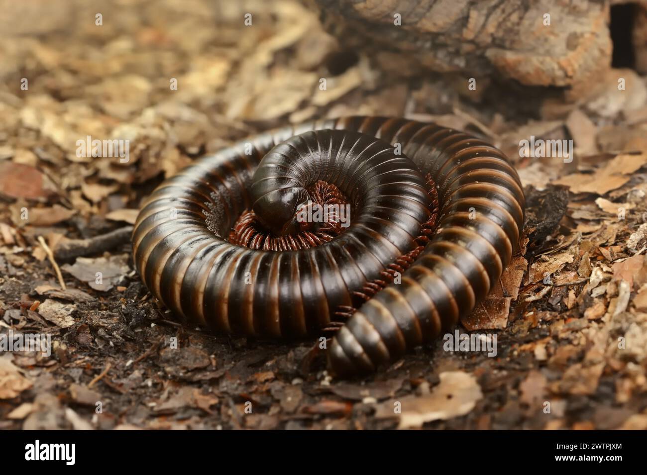 Giant african millipede (Archispirostreptus gigas), captive, occurrence ...