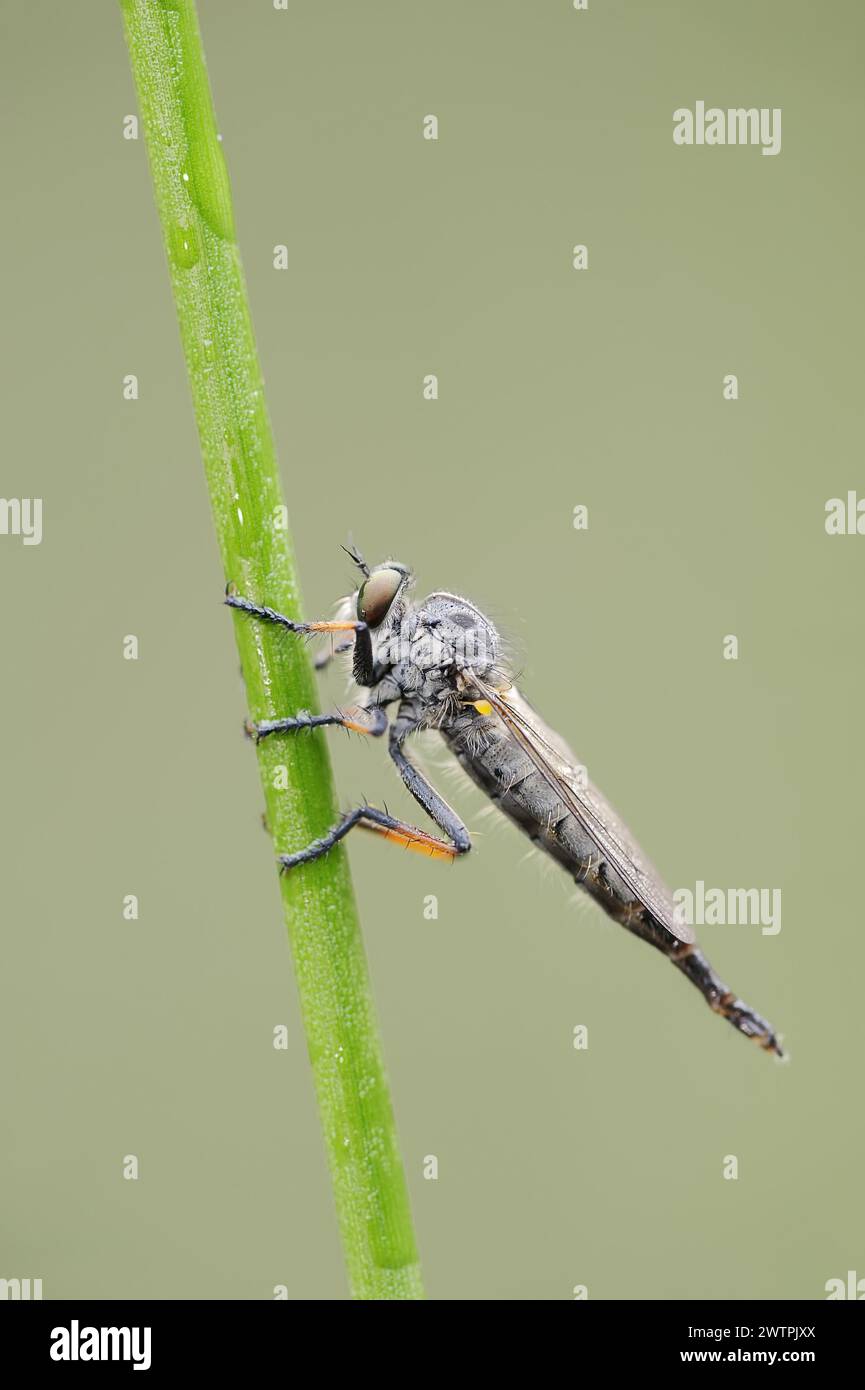 Common awl robberfly (Neoitamus cyanurus), female, North Rhine ...