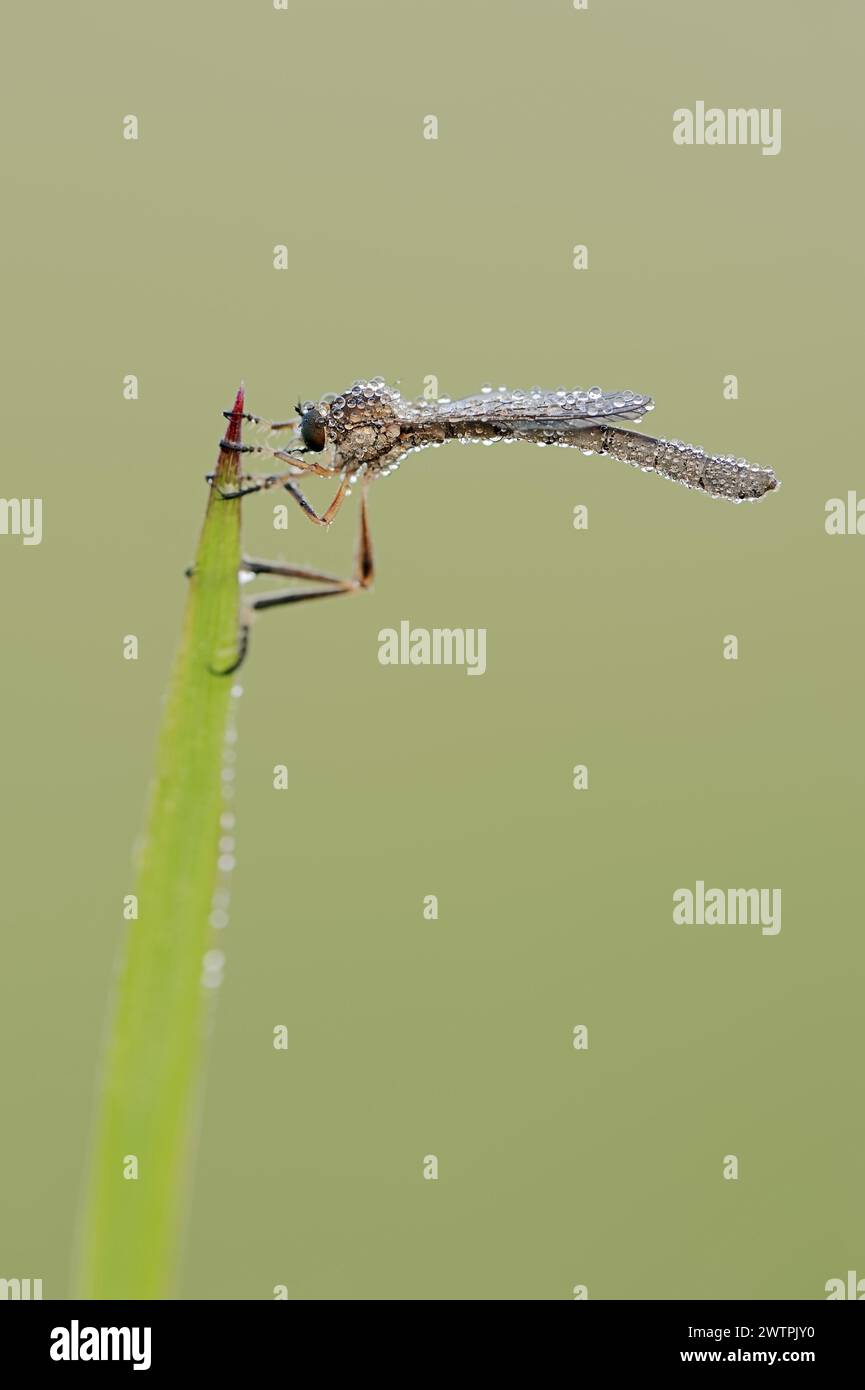 Striped slender robber fly (Leptogaster cylindrica) with dewdrops ...