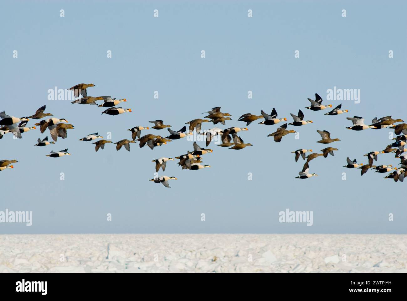 King eider Somateria spectabilis and Common eider Somateria mollissima ...