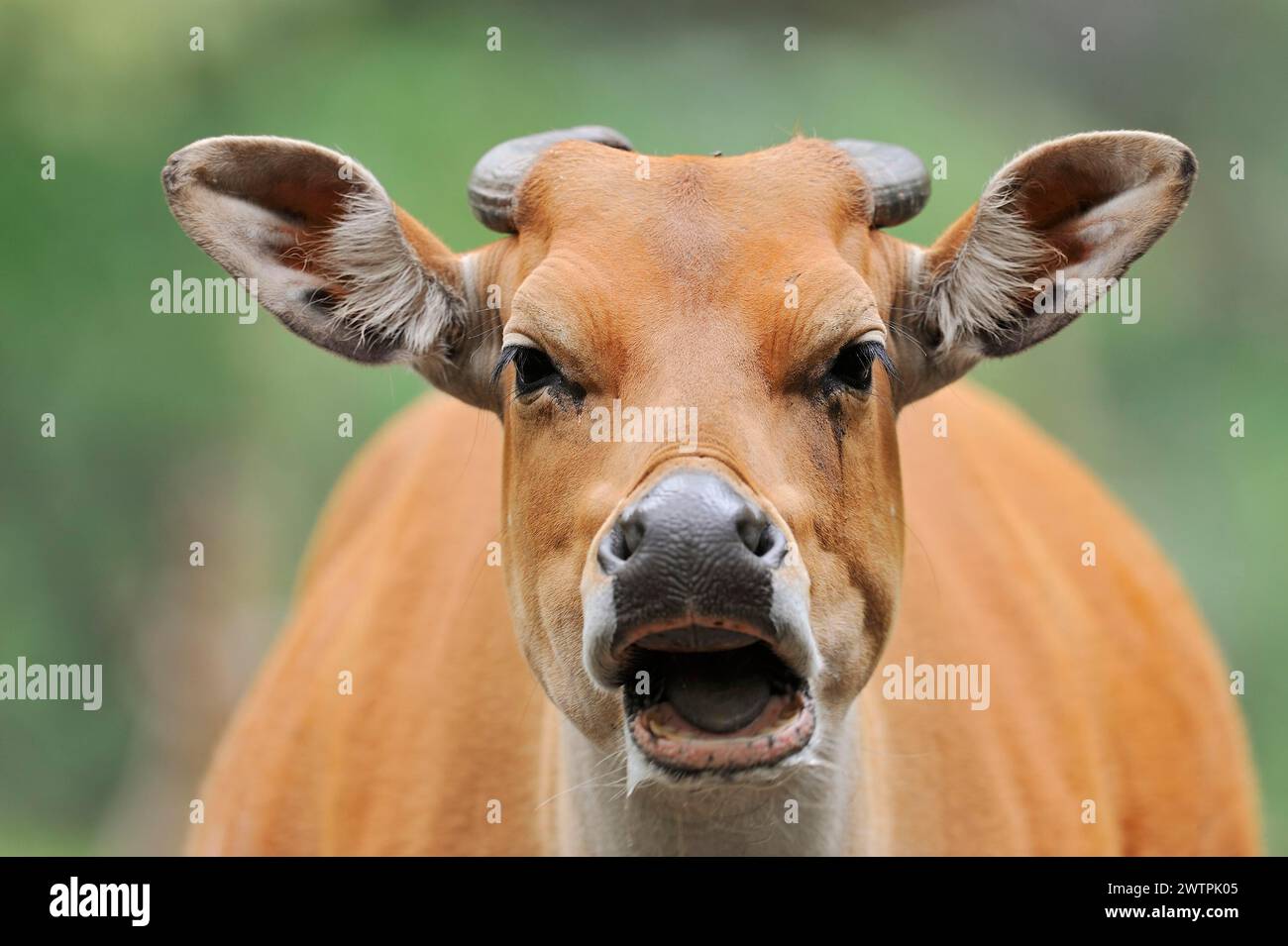 Tembadau (Bos javanicus), female, portrait, captive, occurrence in ...