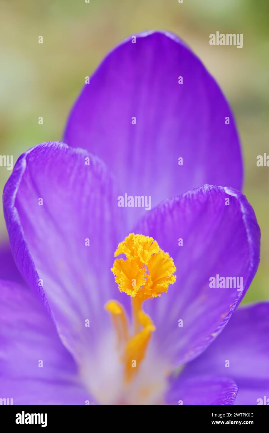 Crocus (Crocus spec.), flower detail, North Rhine-Westphalia, Germany ...