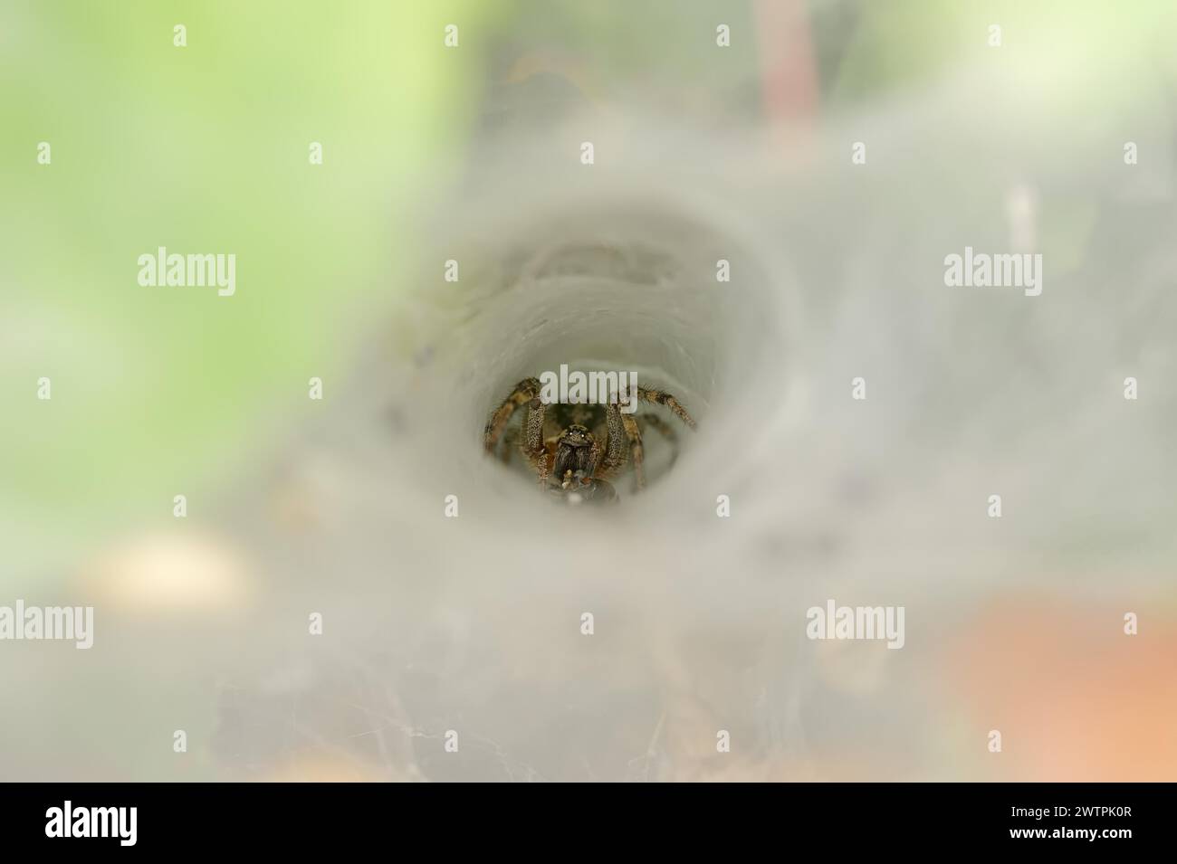 Common labyrinth spider (Agelena labyrinthica), female in web, North ...