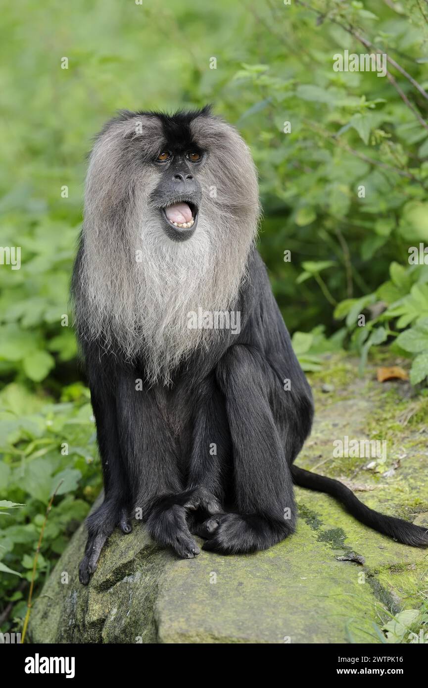 Lion-tailed macaque (Macaca silenus), captive, occurring in India Stock ...