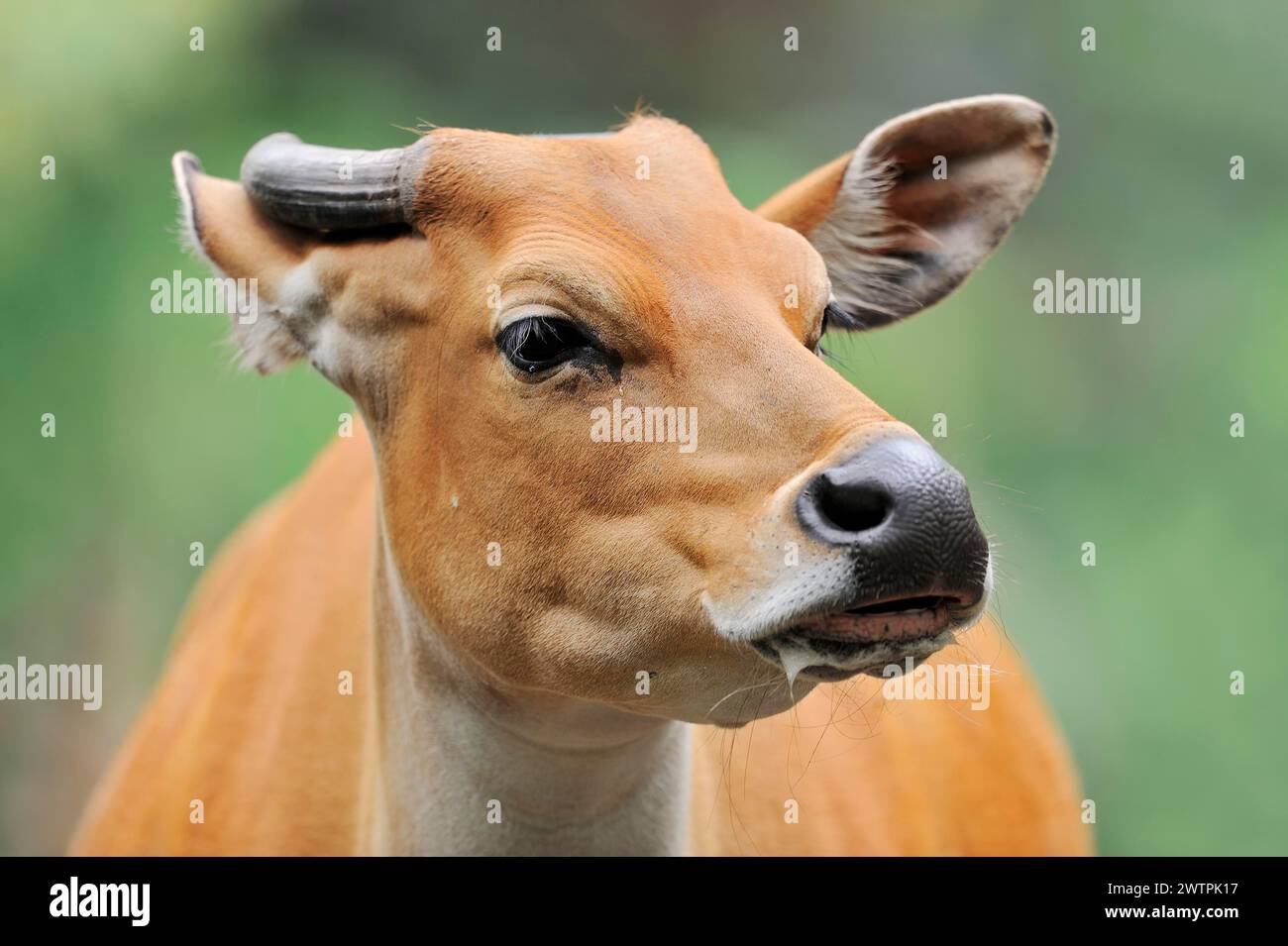 Tembadau (Bos javanicus), female, portrait, captive, occurrence in ...