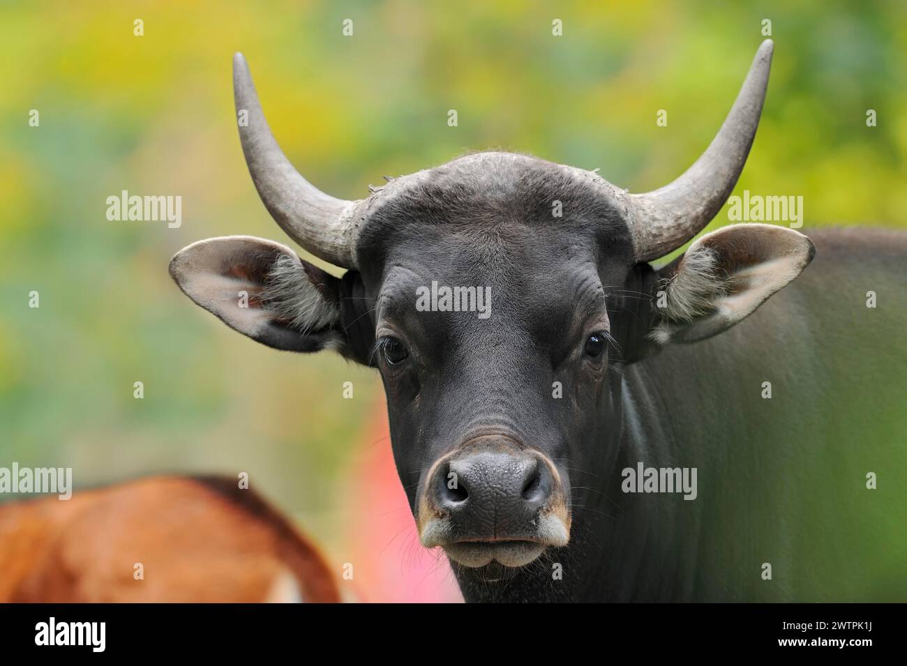 Tembadau (Bos javanicus), bull, portrait, captive, occurring in ...