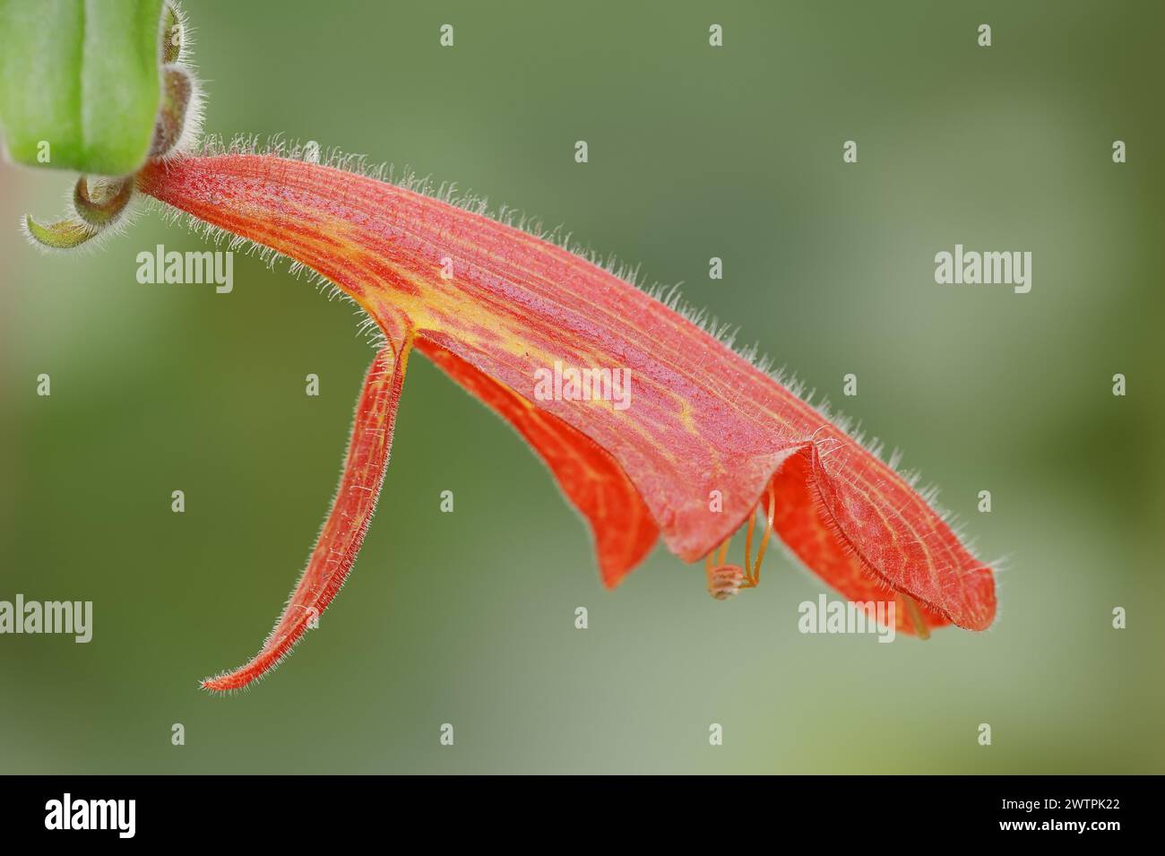 Columnea hirta (Columnea hirta), flower, native to South America ...