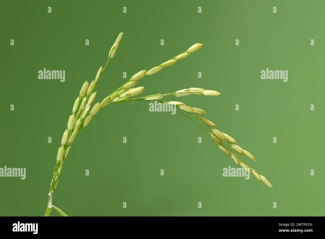 Rice (Oryza sativa), ear of rice, ear of grain Stock Photo - Alamy