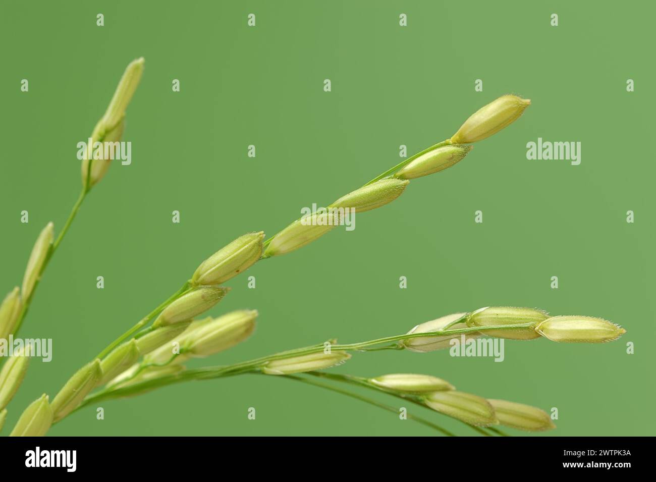 Rice (Oryza sativa), ear of rice, ear of grain Stock Photo - Alamy
