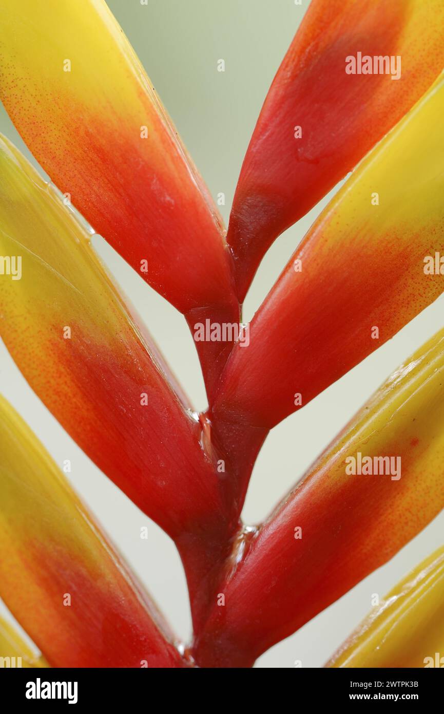 Bromeliad (Vriesea eltoniana), detail of inflorescence, native to ...