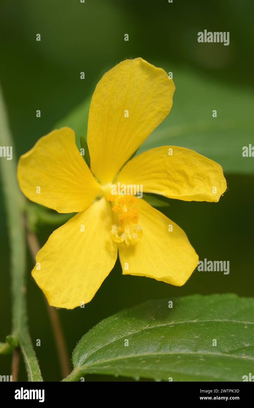 Ginger bush hi-res stock photography and images - Alamy