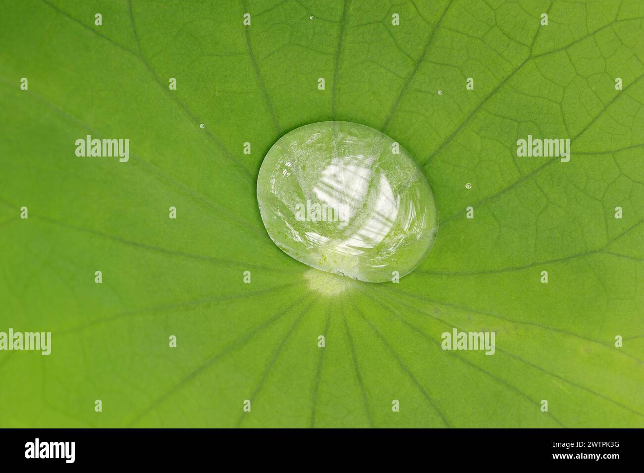 Nelumbium speciosum hi-res stock photography and images - Alamy