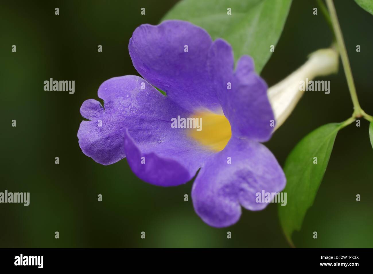 Flower native to north africa hi-res stock photography and images - Alamy