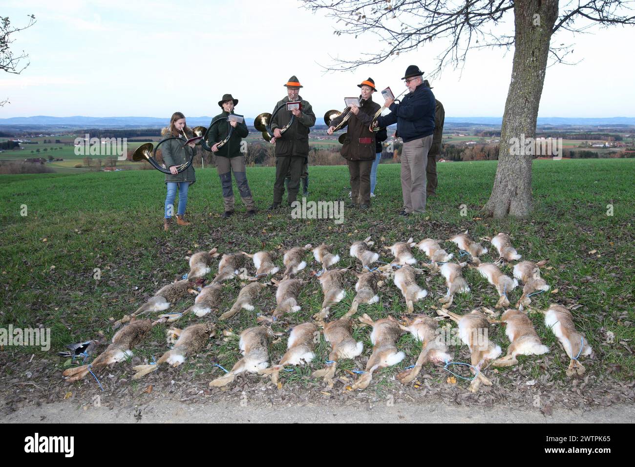 Hunted hares (Lepus europaeus) are blown by hunting horn players ...