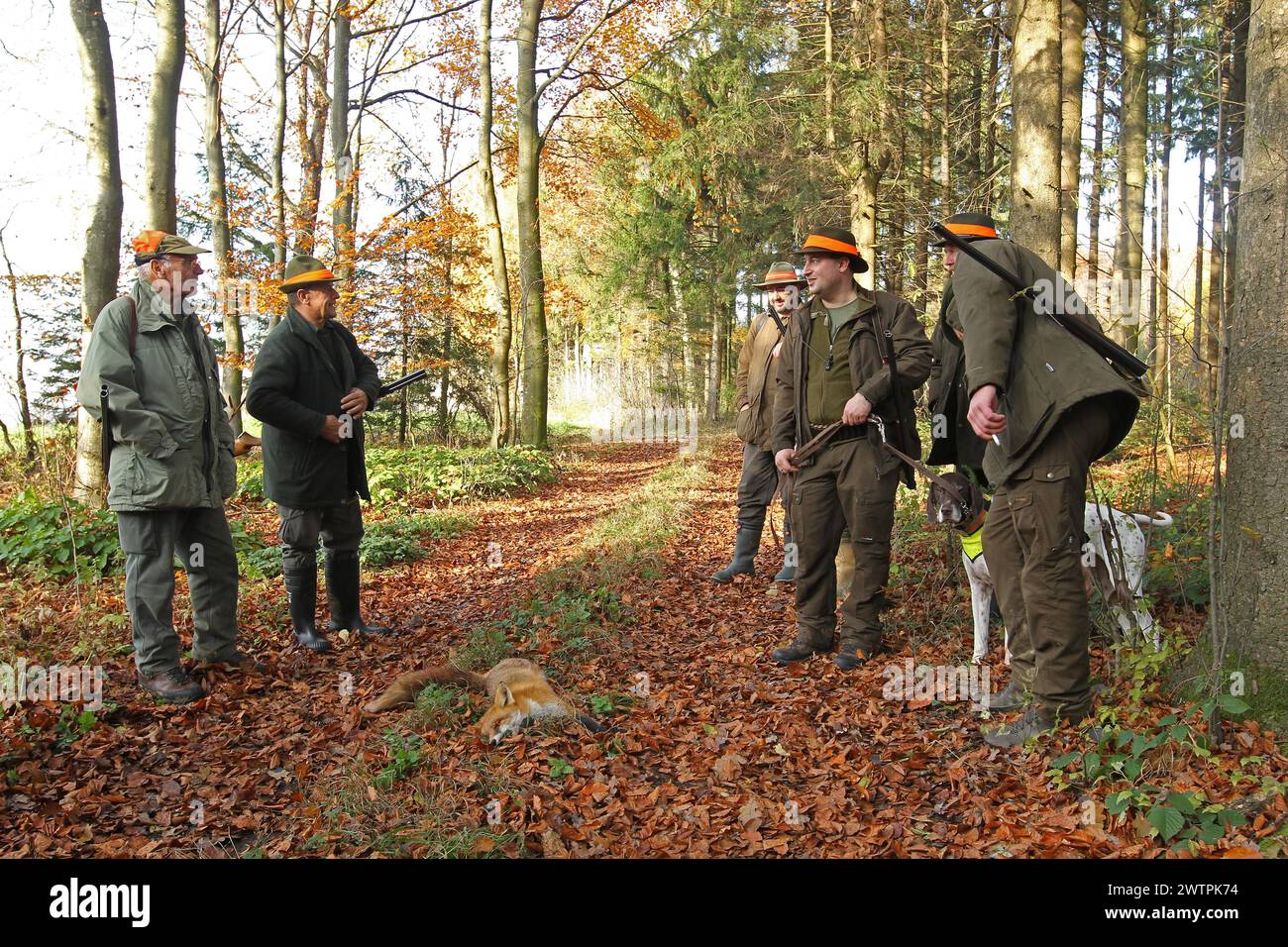 Hunter with a red fox (Vulpes vulpes) shot during a hunt for brown ...