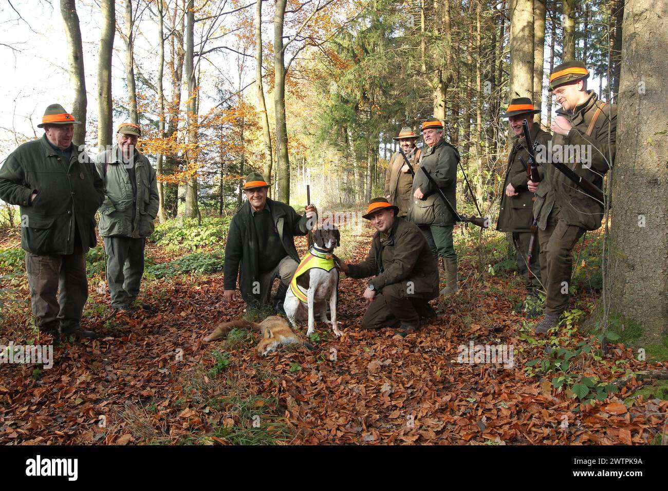 Hunter with red hatbands and hunting dog German shorthair with safety ...