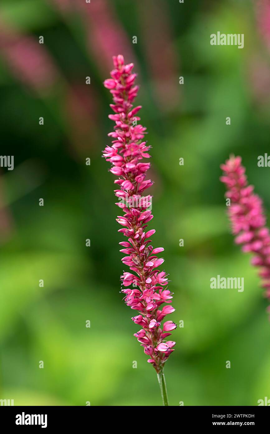 Candle knotweed (Bistorta amplexicaulis), Mecklenburg-Western Pomerania ...