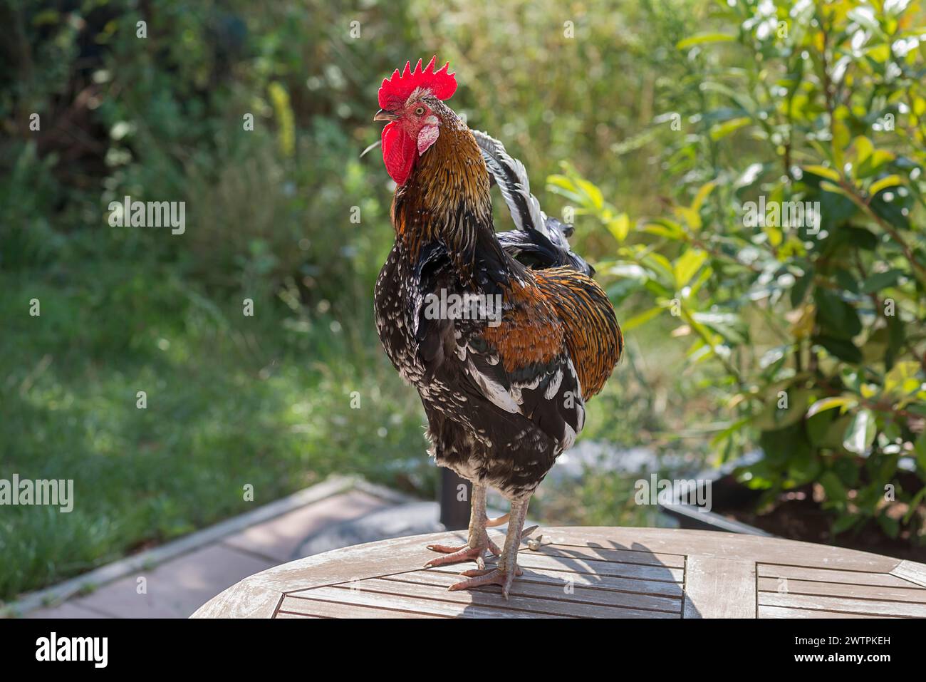 Colourful cockerel (Gallus gallus domesticus) on a patio table ...