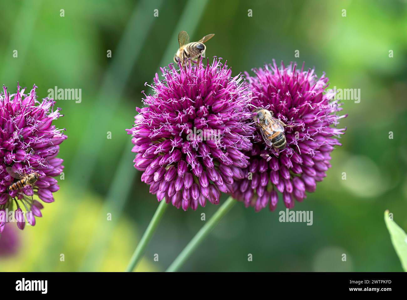 Honey bees (Apis mellifera) on flowers of the globe leek (Allium ...