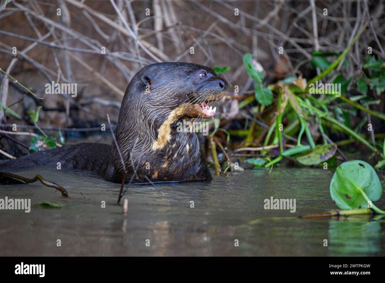 Giant otter (Pteronura brasiliensis) Pantanal Brazil Stock Photo - Alamy