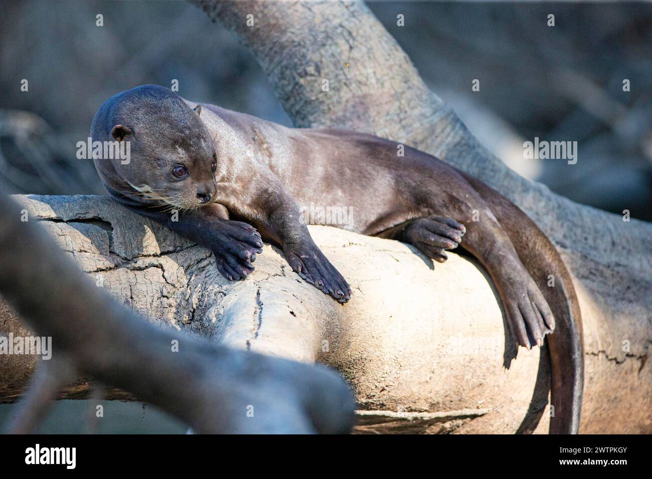 Giant otter (Pteronura brasiliensis) Pantanal Brazil Stock Photo - Alamy