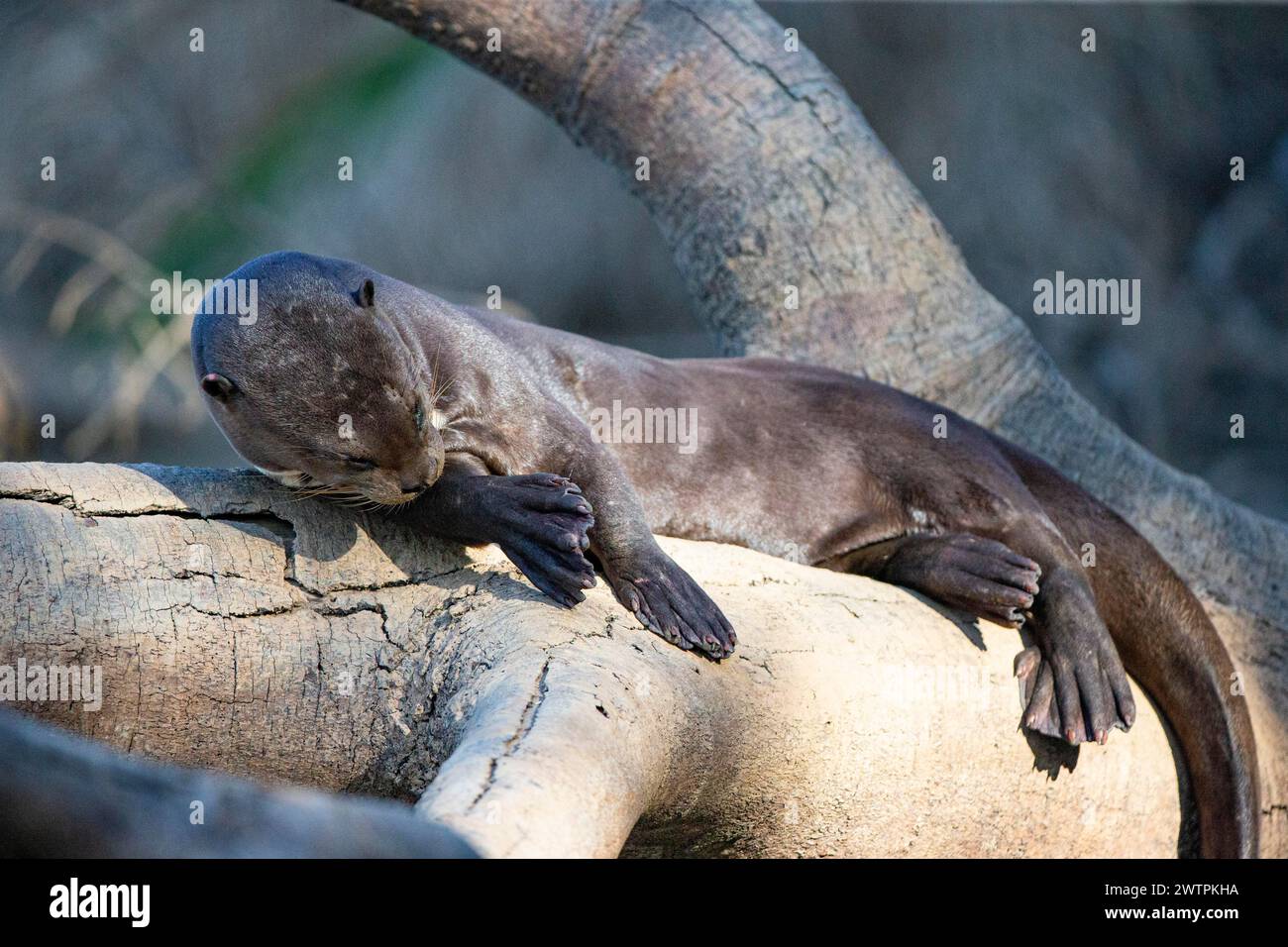 Giant otter (Pteronura brasiliensis) Pantanal Brazil Stock Photo - Alamy