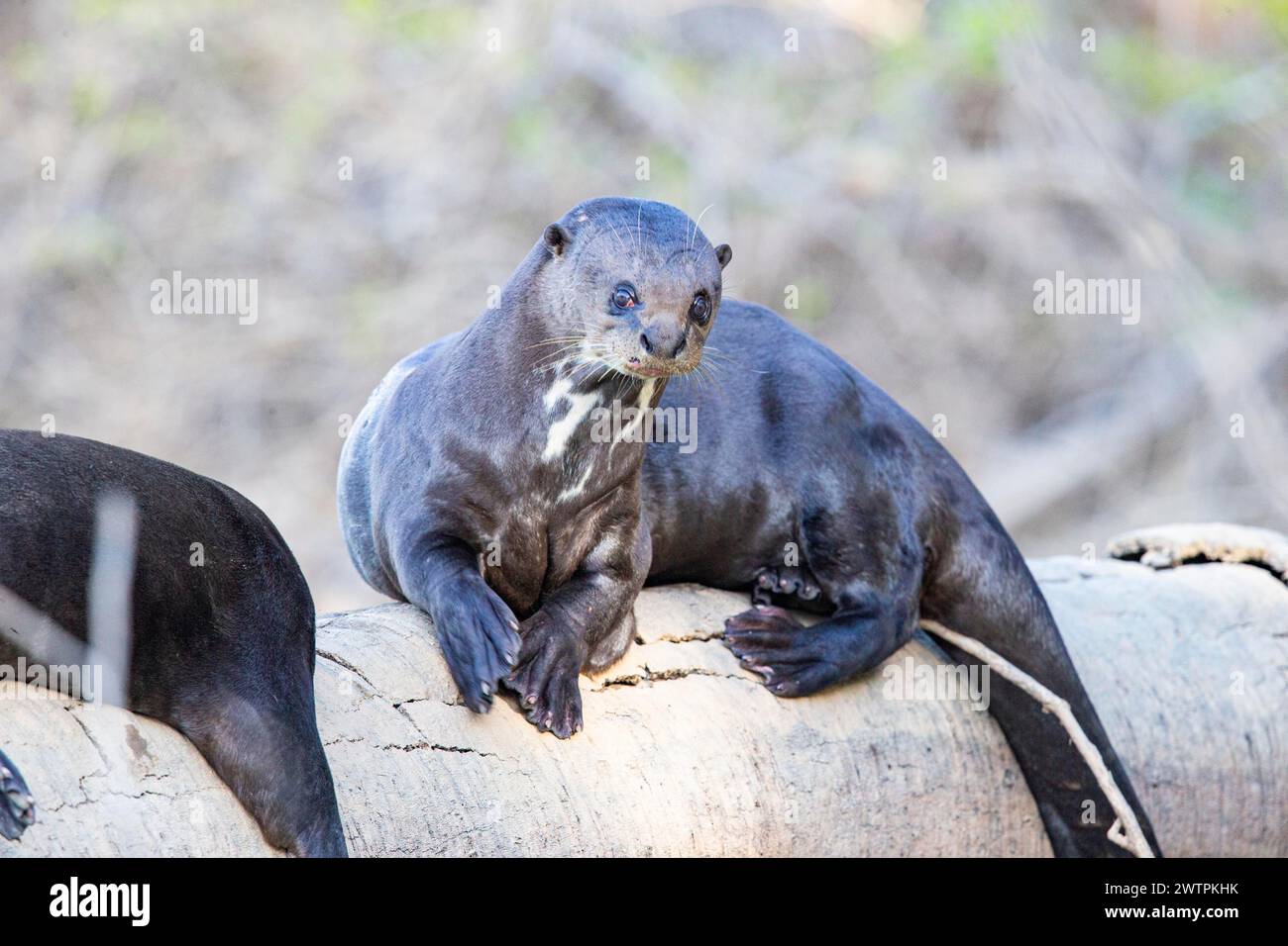 Giant otter (Pteronura brasiliensis) Pantanal Brazil Stock Photo - Alamy