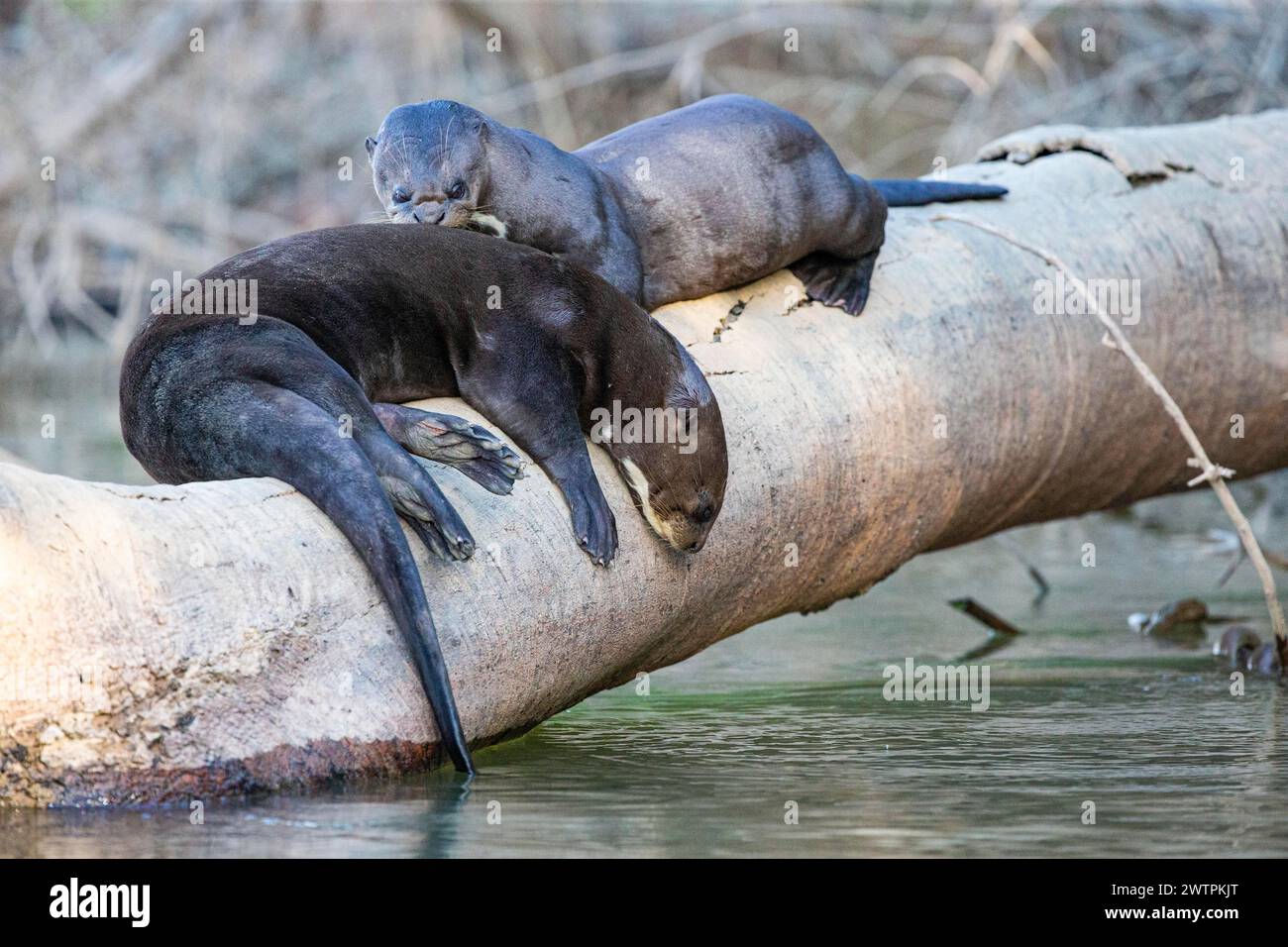 Giant otter (Pteronura brasiliensis) Pantanal Brazil Stock Photo - Alamy