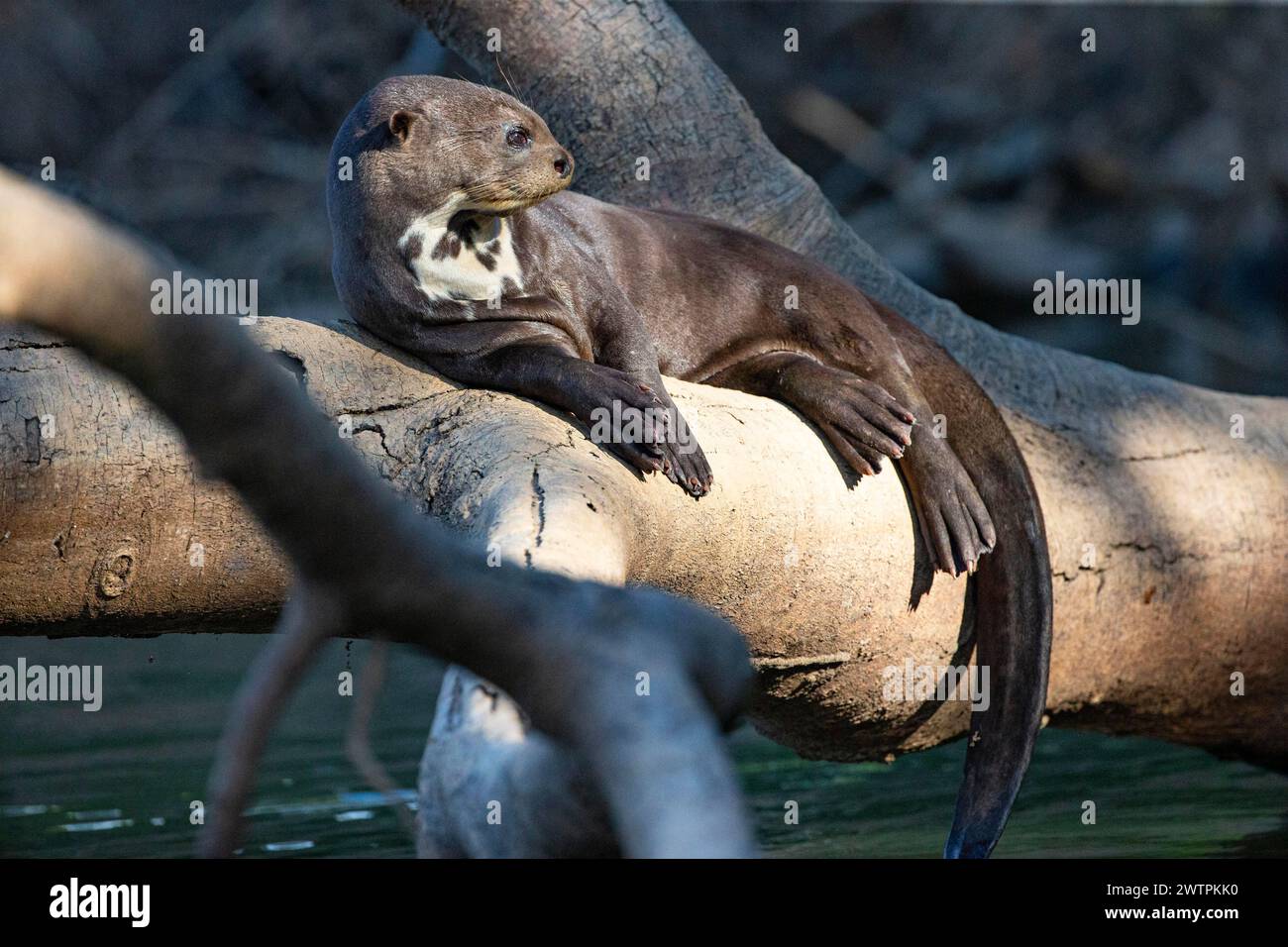 Giant otter (Pteronura brasiliensis) Pantanal Brazil Stock Photo - Alamy
