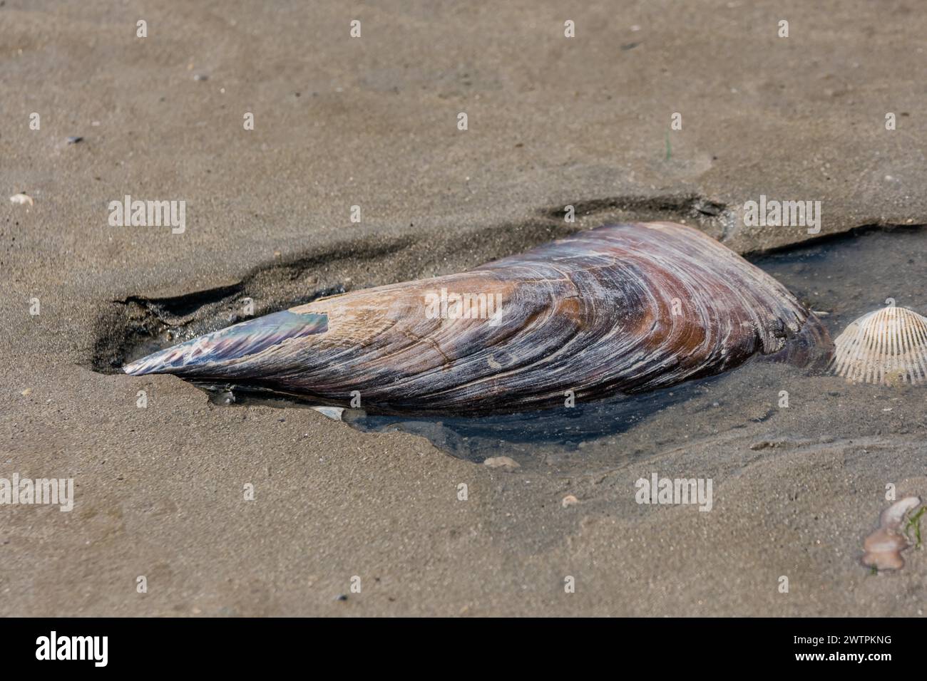 Large brown mollusk shell laying in wet sand in shallow pool of water ...