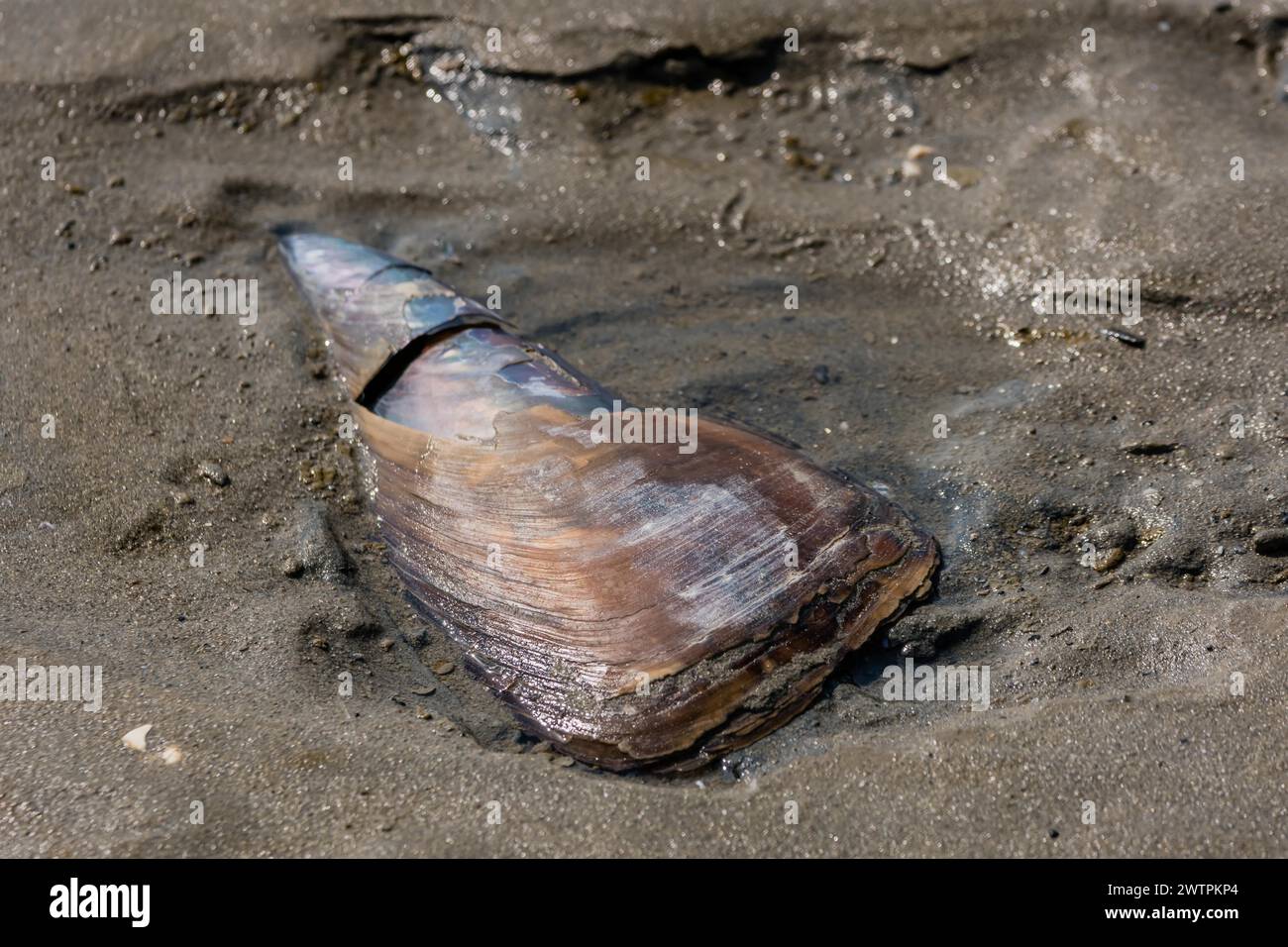 Large brown mollusk shell laying in wet sand in shallow pool of water ...