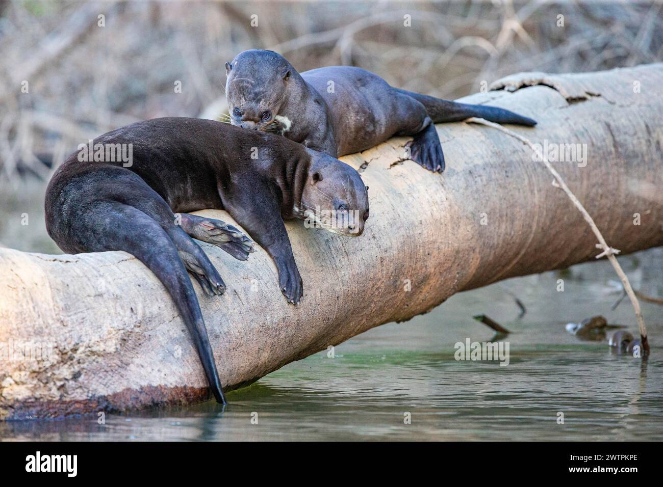Giant otter (Pteronura brasiliensis) Pantanal Brazil Stock Photo - Alamy