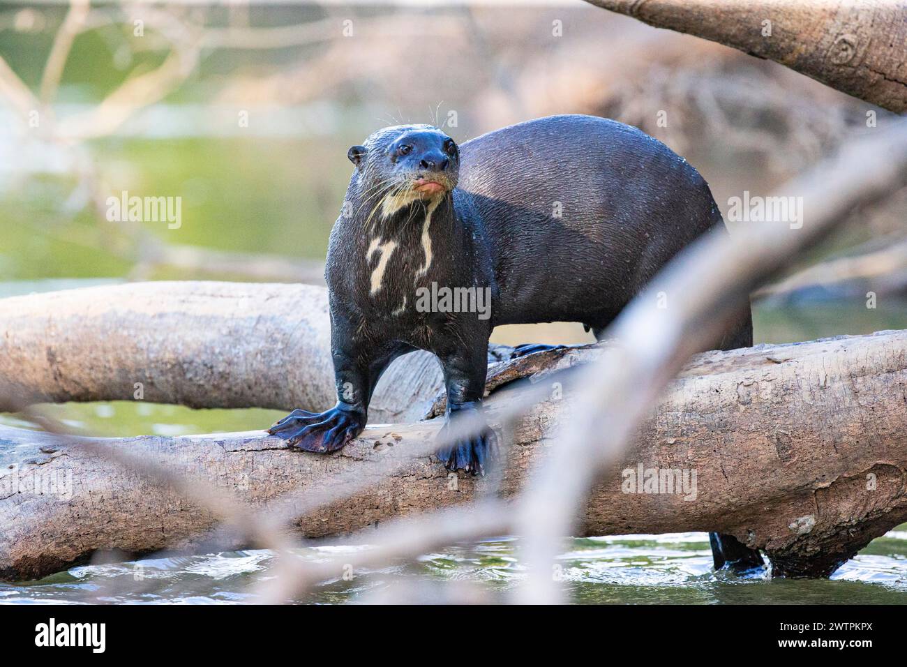 Giant otter (Pteronura brasiliensis) Pantanal Brazil Stock Photo - Alamy