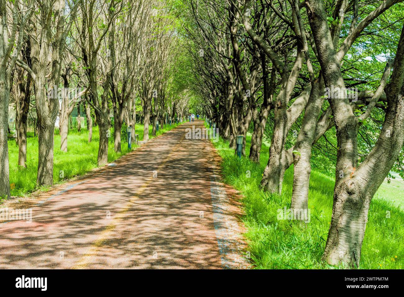 A lush, tree-lined path casts dappled shadows on a sunlit walkway, in ...