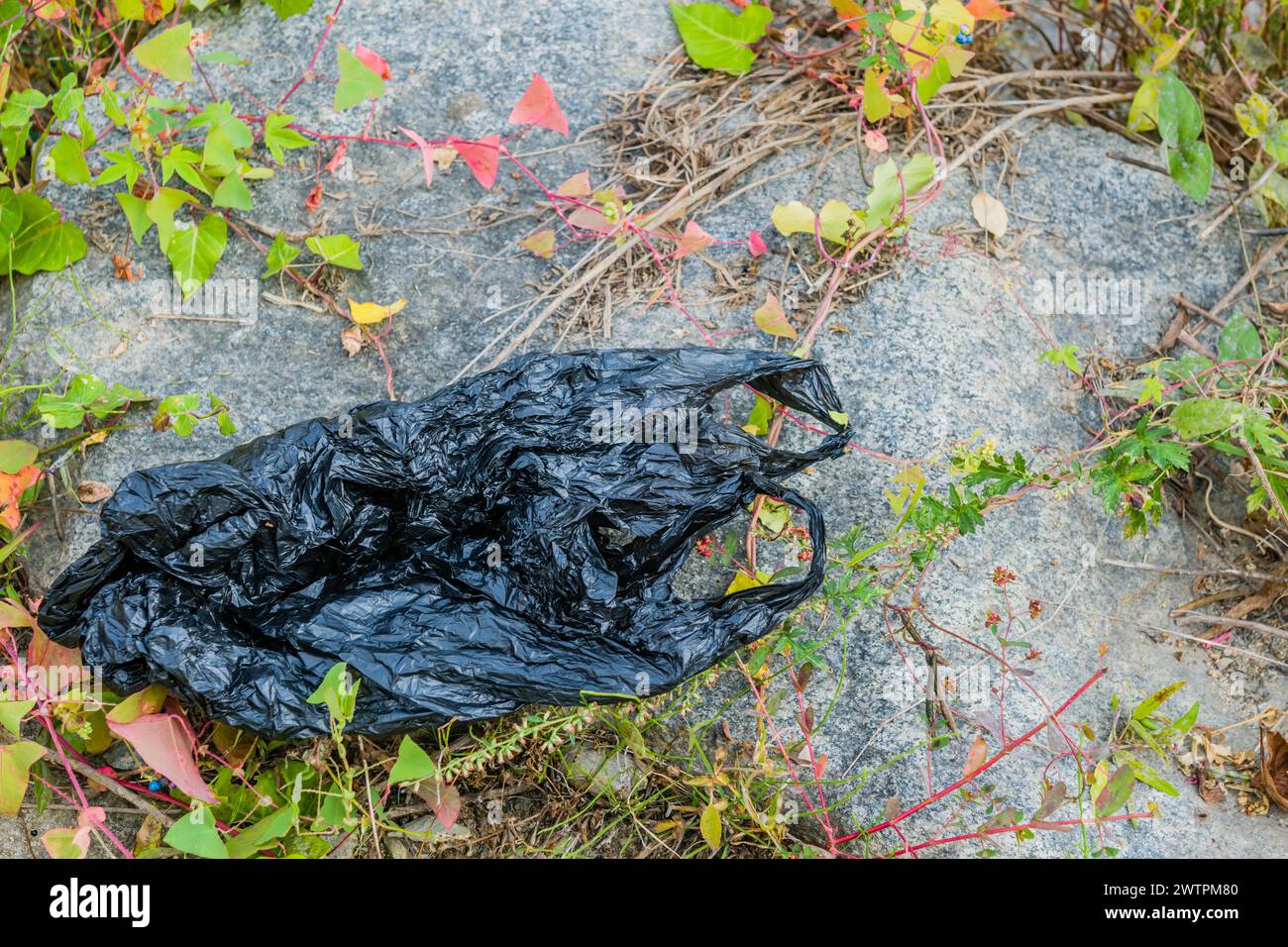 A discarded black plastic bag on the ground among green plants, in ...
