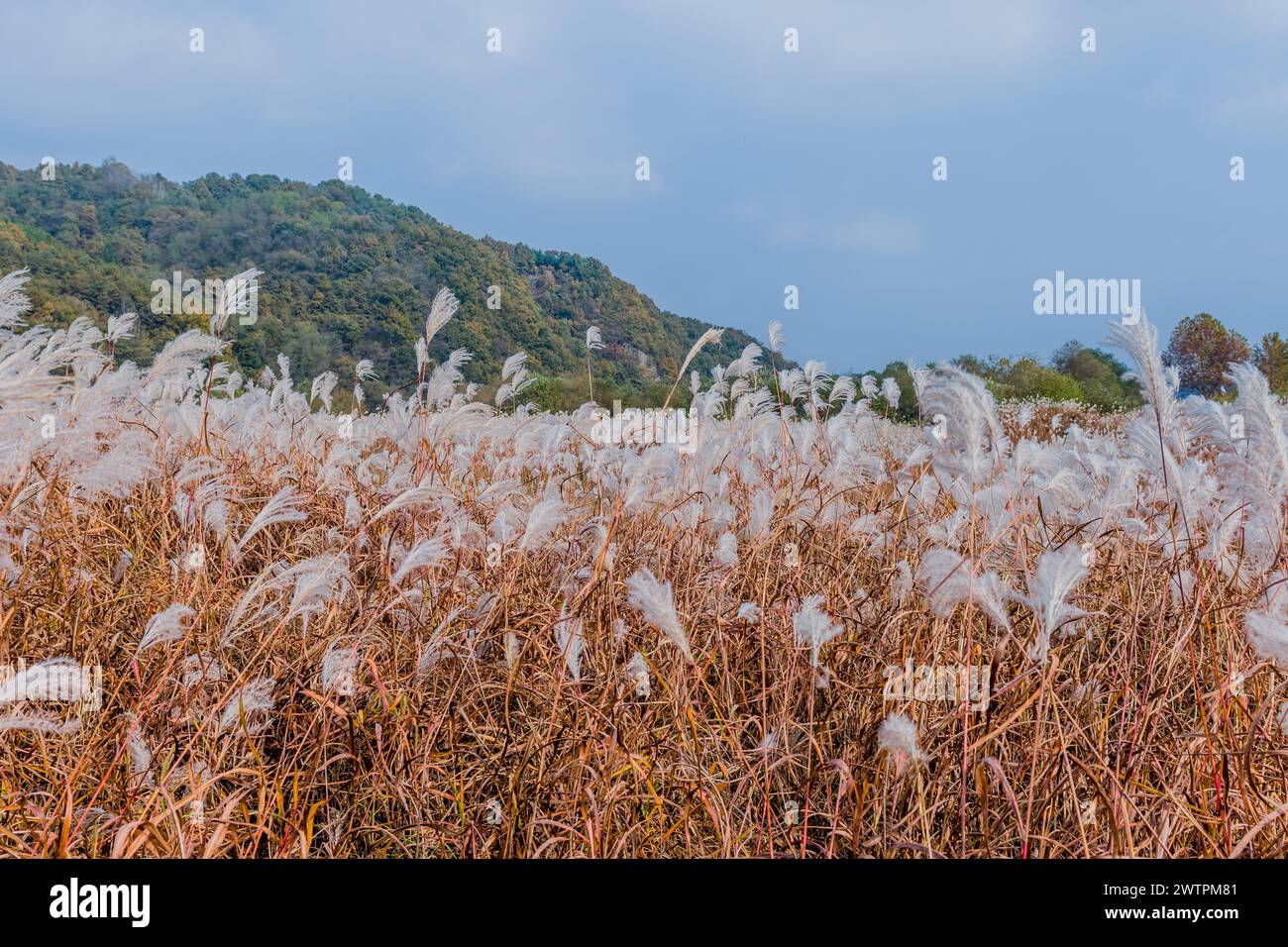 A field of reeds with a backdrop of wooded hills, in Daejeon, South ...