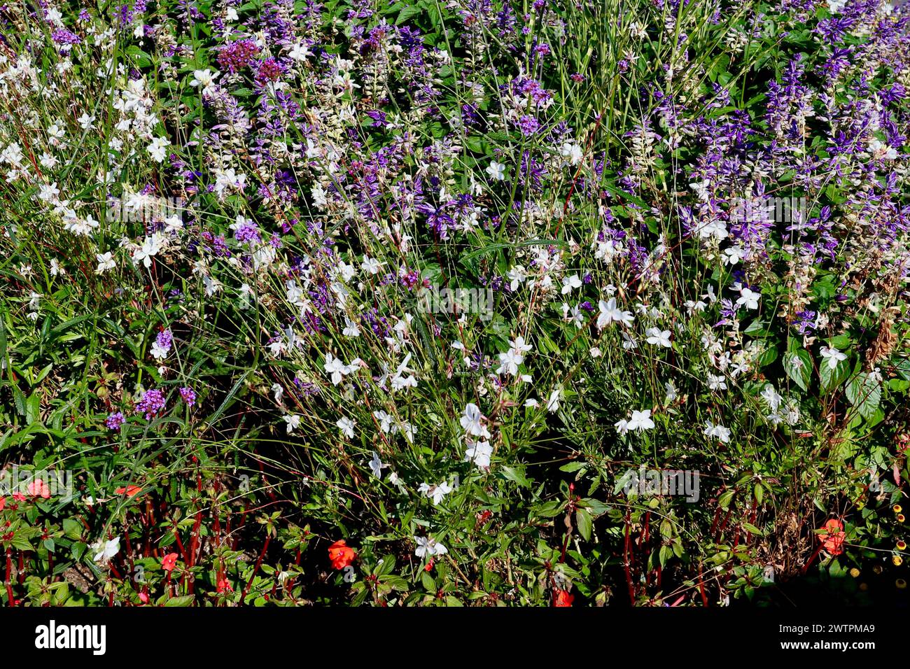 Austrian wildflowers hi-res stock photography and images - Alamy