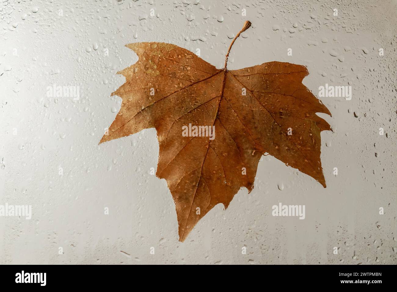 Tree leaf stuck on a rain-dampened window pane Stock Photo - Alamy