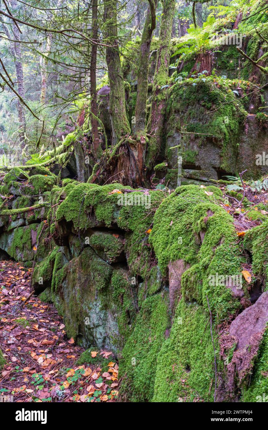 Moss covered stone wall and rocks in a forest Stock Photo - Alamy