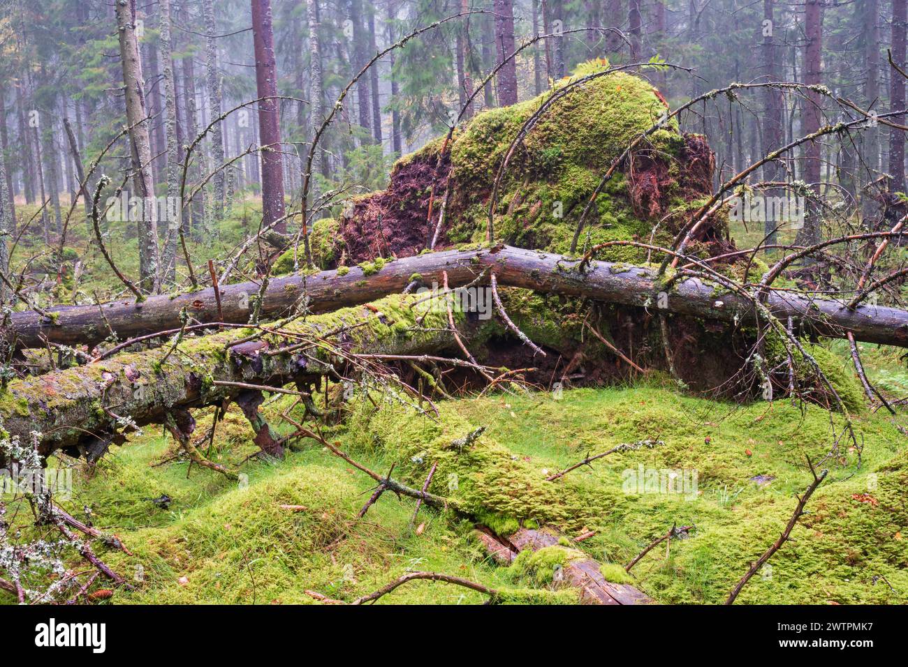 Coniferous tree windthrow hi-res stock photography and images - Alamy