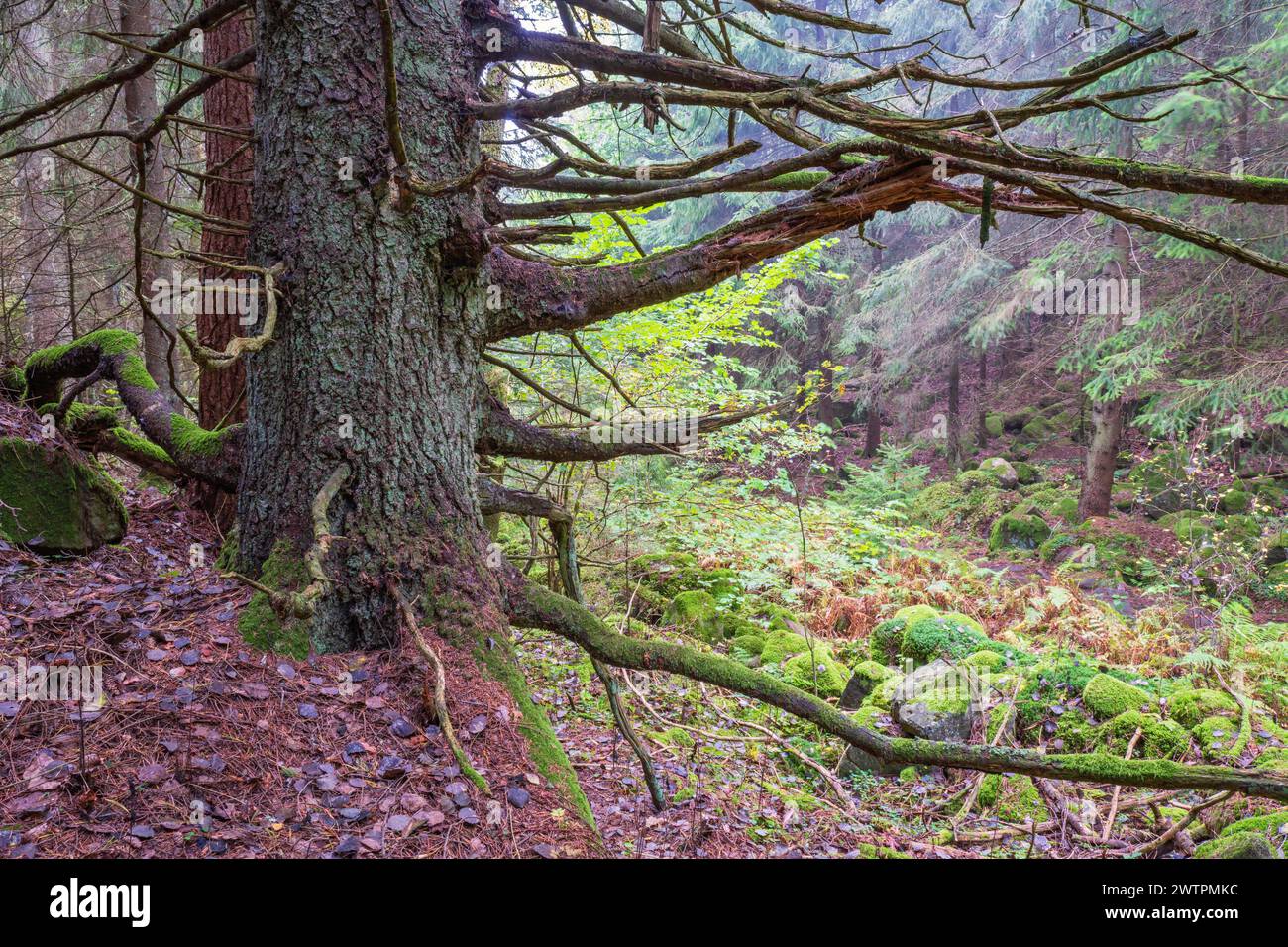Old spruce tree hi-res stock photography and images - Alamy