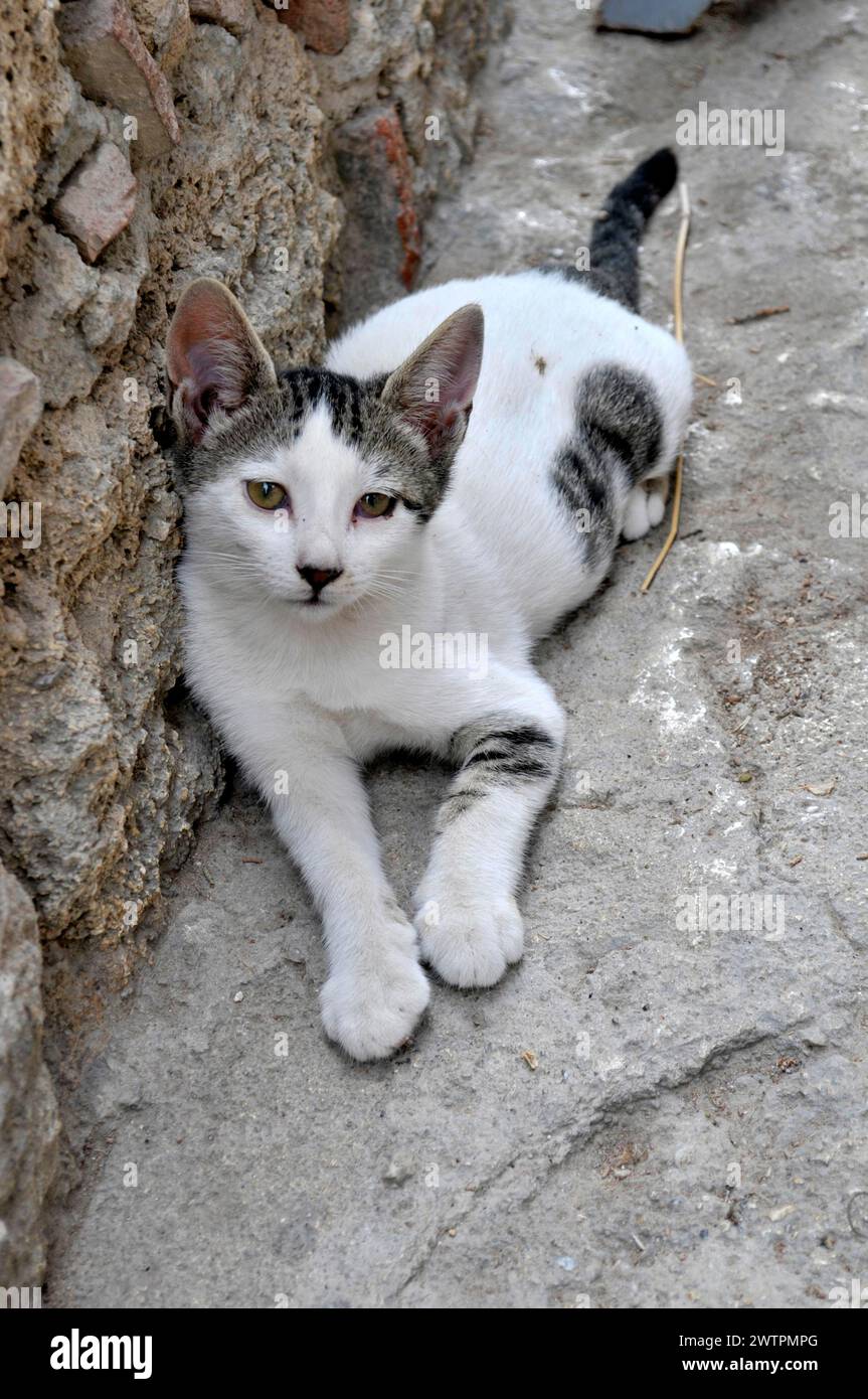 Greek cat, felis catus, Greece, Europe Stock Photo - Alamy
