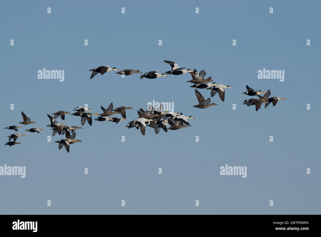 King eider Somateria spectabilis and Common eider Somateria mollissima ...