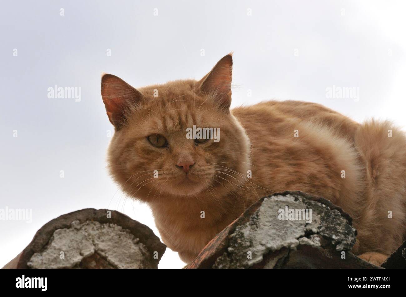 Greek cat, felis cato, grece Stock Photo - Alamy