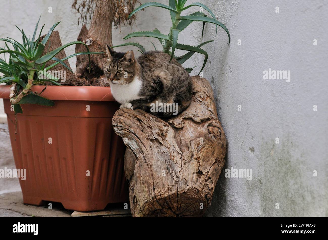 Greek cat, felis cato, grece Stock Photo - Alamy