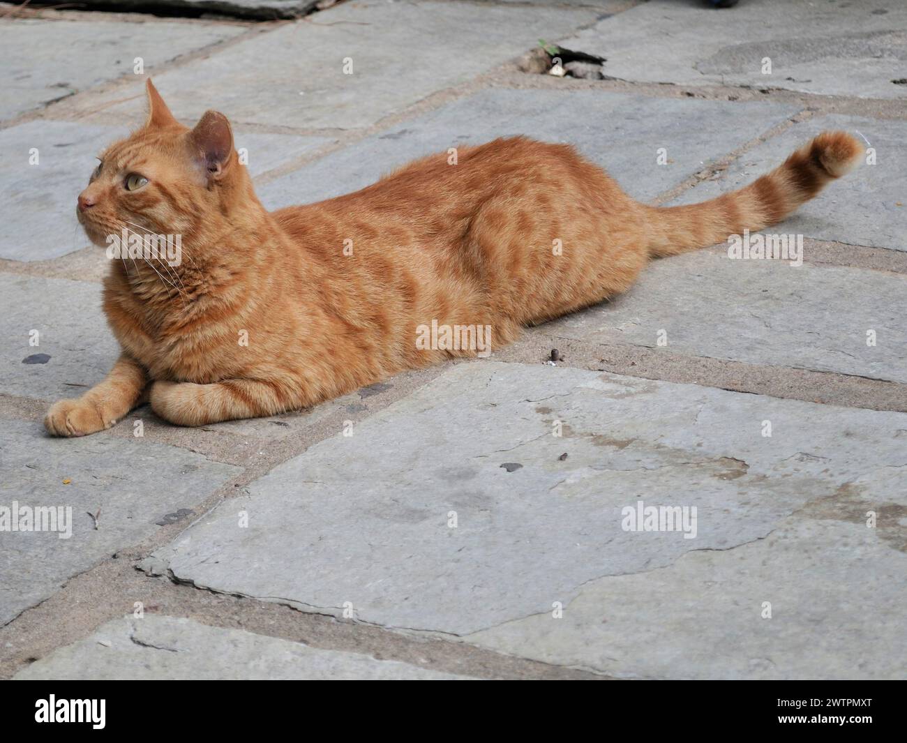 Greek cat, felis cato, grece Stock Photo - Alamy